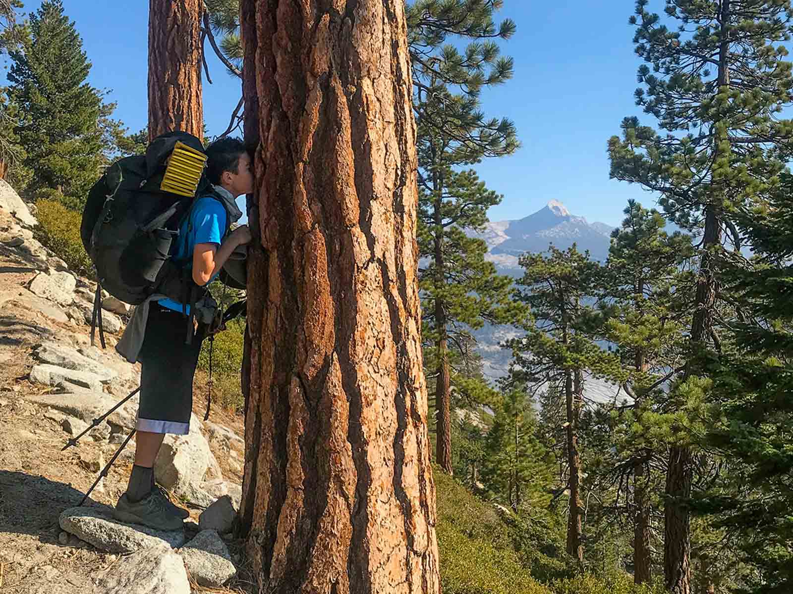 Understanding The Most Common Trees in Yosemite