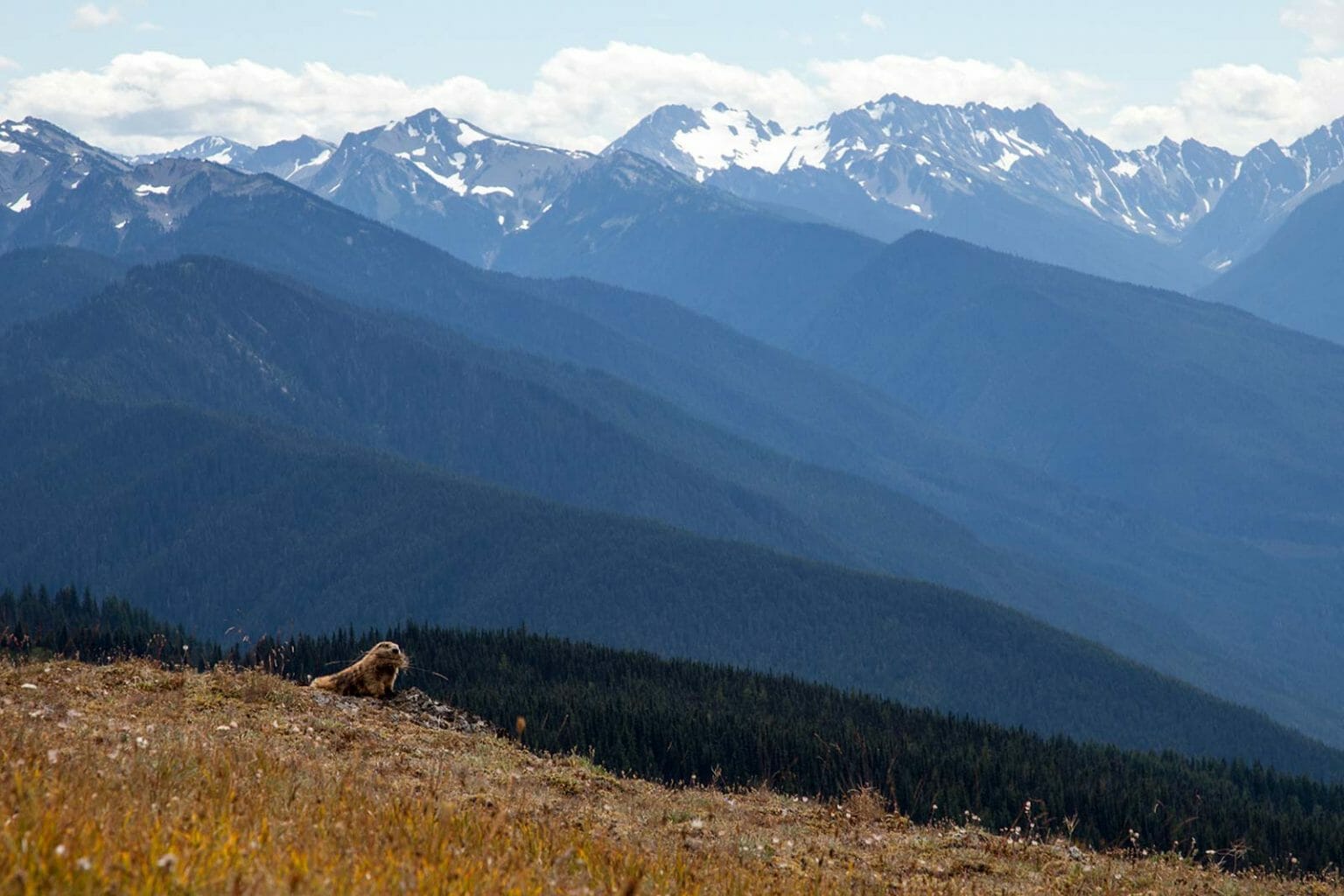 Jumping Slugs! And Other Unique Animals of Olympic National Park ...