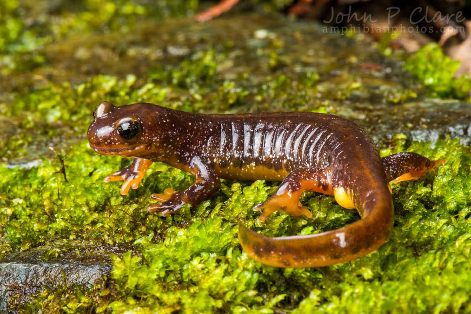 Jumping Slugs! And Other Unique Animals of Olympic National Park ...