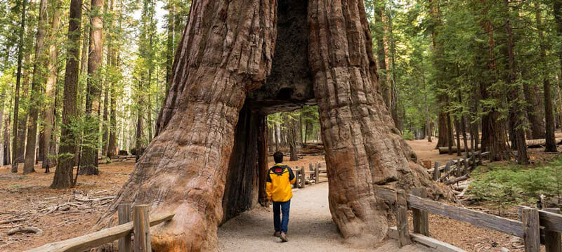 Giant Sequoia Groves - Lasting Adventures | Top-Rated Guide Services