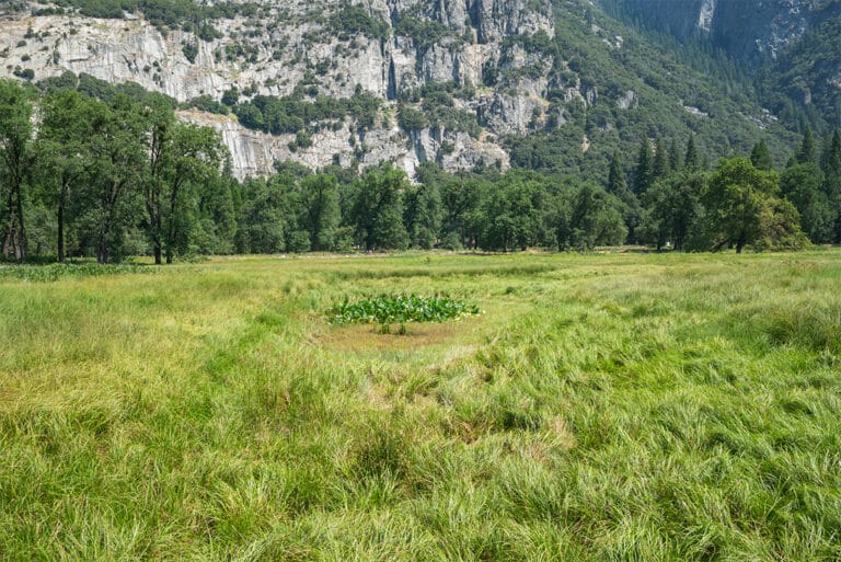 Yosemite: Plants with a Purpose - Lasting Adventures | Top-Rated Guide ...
