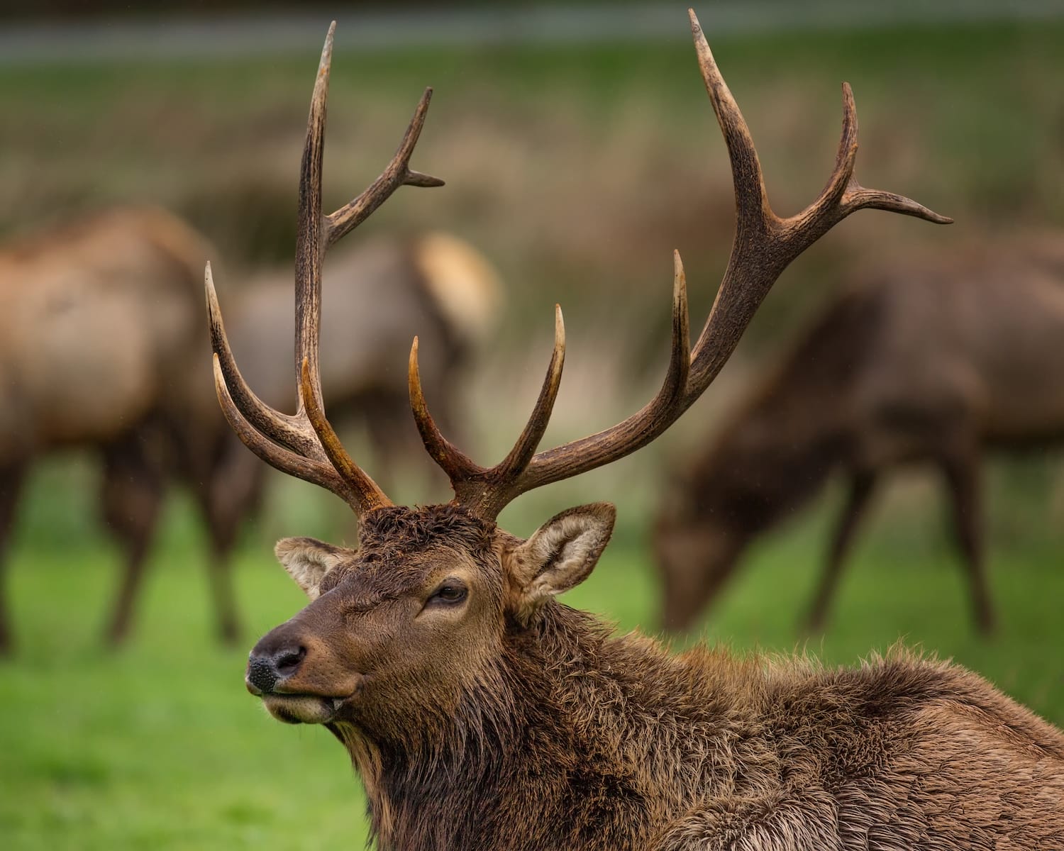 All About Animals in Olympic National Park: Wildlife to Watch For