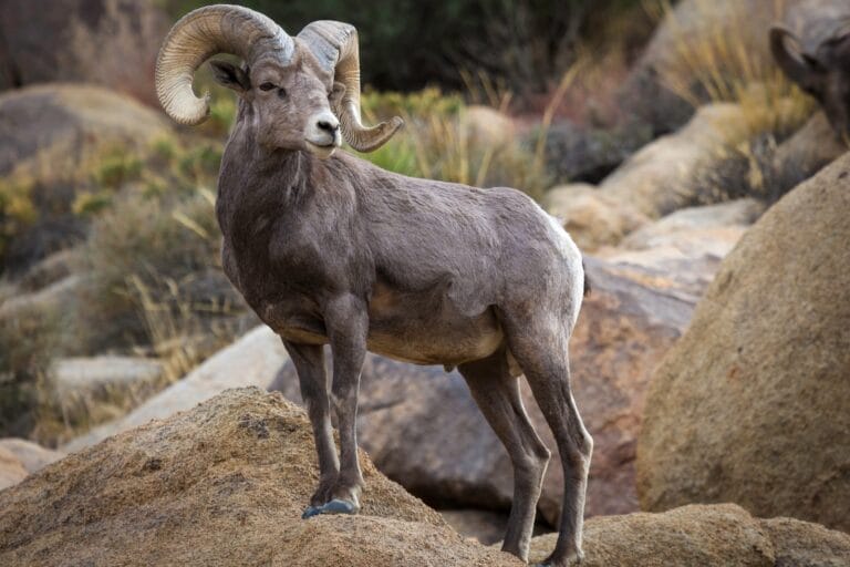 All About Animals in Joshua Tree: Wildlife to Watch For