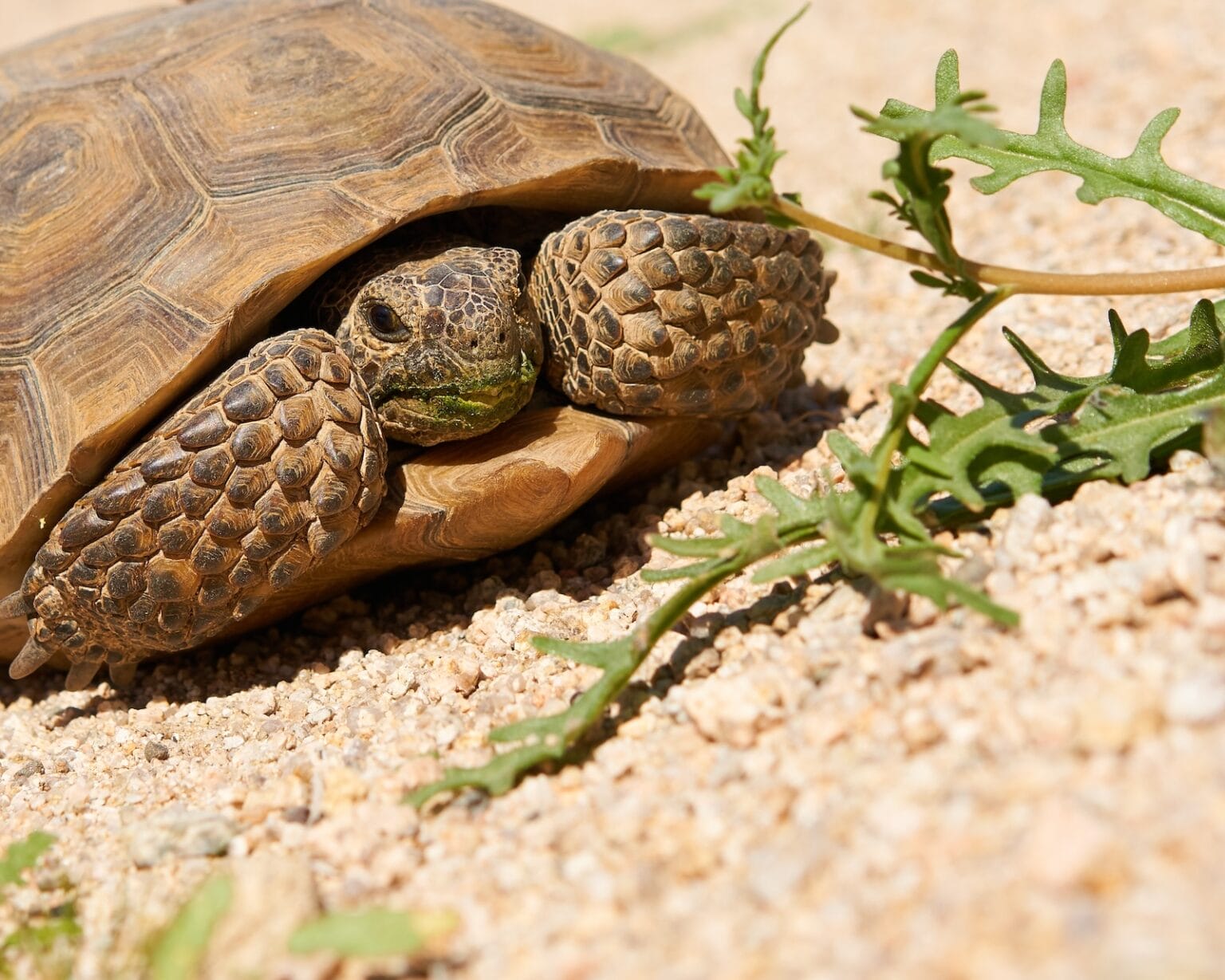 All About Animals in Joshua Tree: Wildlife to Watch For
