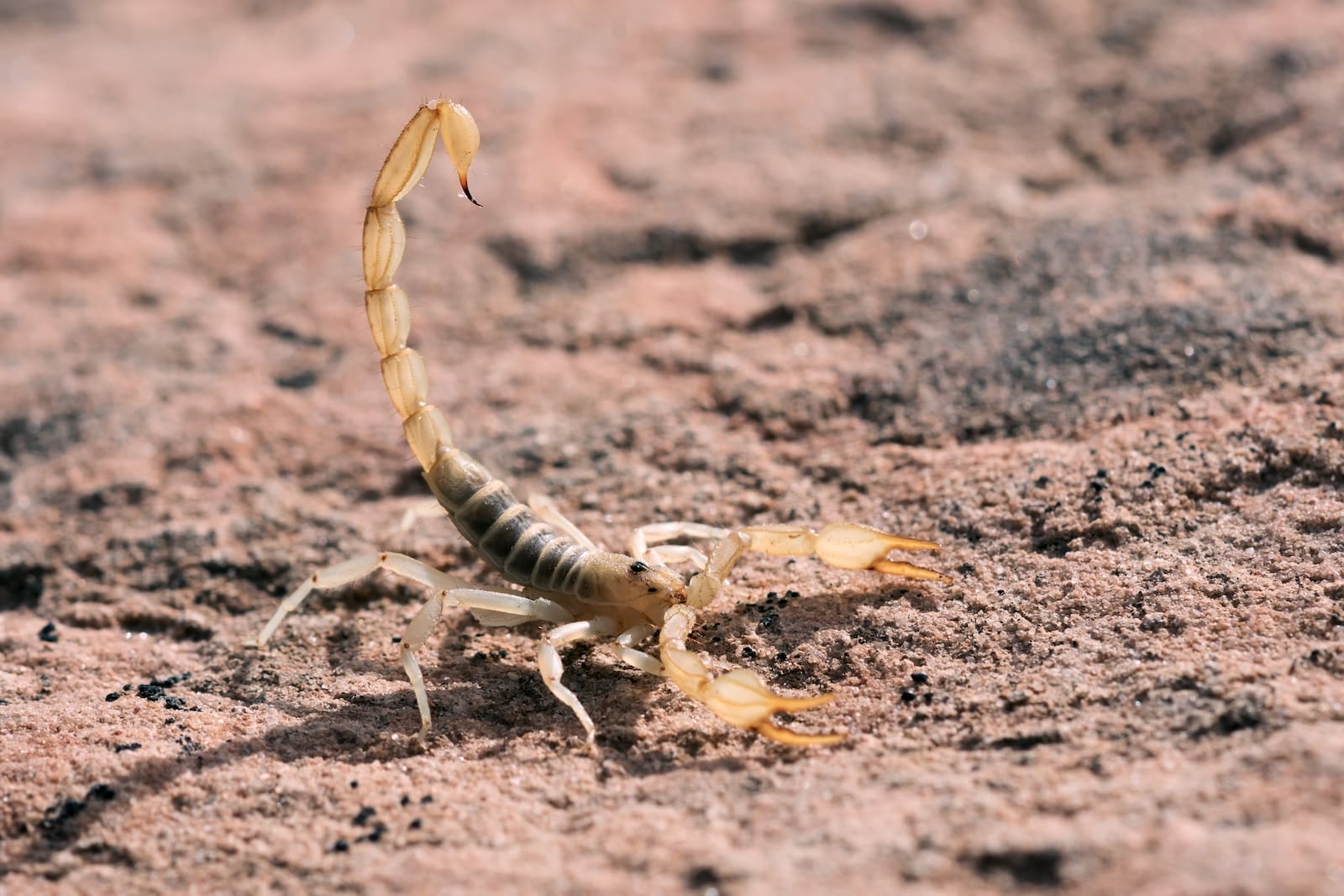 All About Animals in Joshua Tree: Wildlife to Watch For