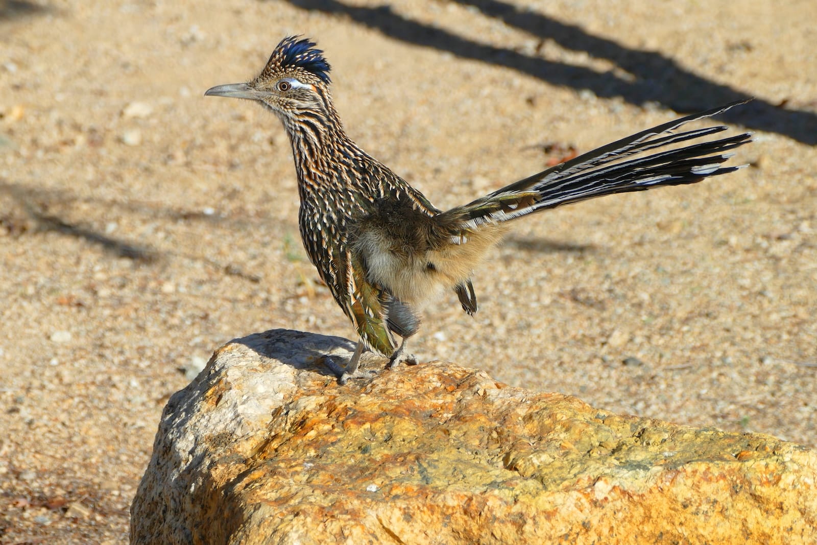 All About Animals in Joshua Tree: Wildlife to Watch For
